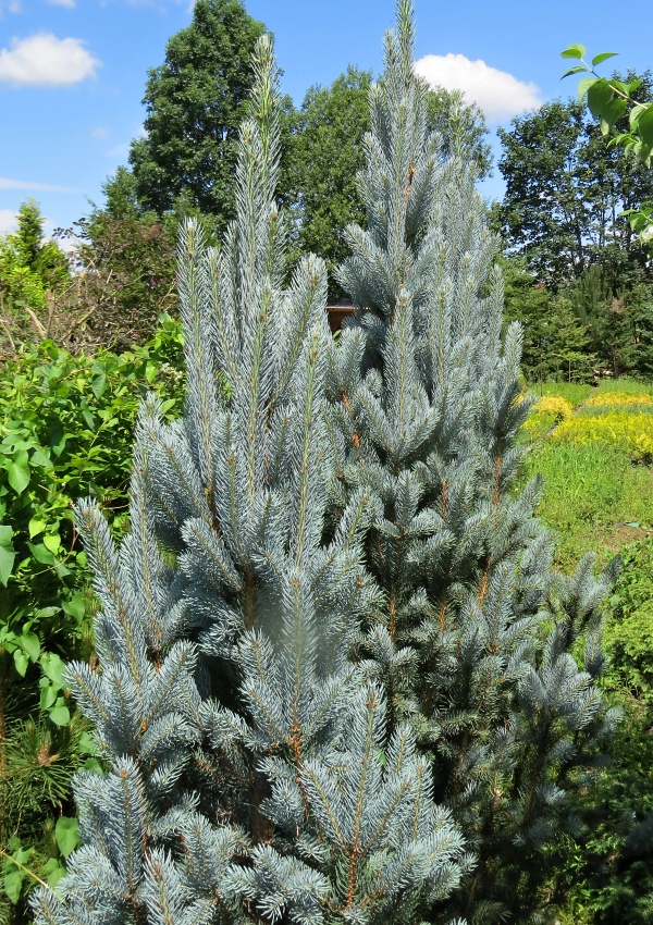Picea pungens Iseli Fastigiata | Jehličnaté dřeviny |Zahradnictví Franc
